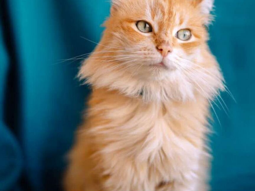 Голди кошка в добрые руки