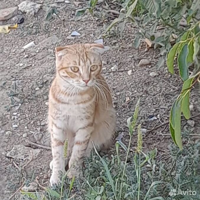 Вислоухий мальчик рыжий