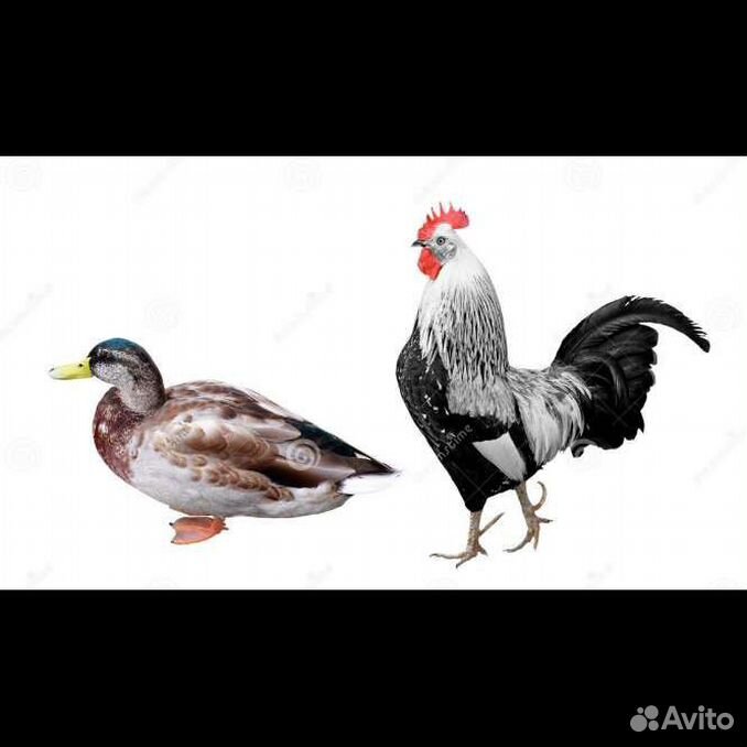 Индоутки и петушки