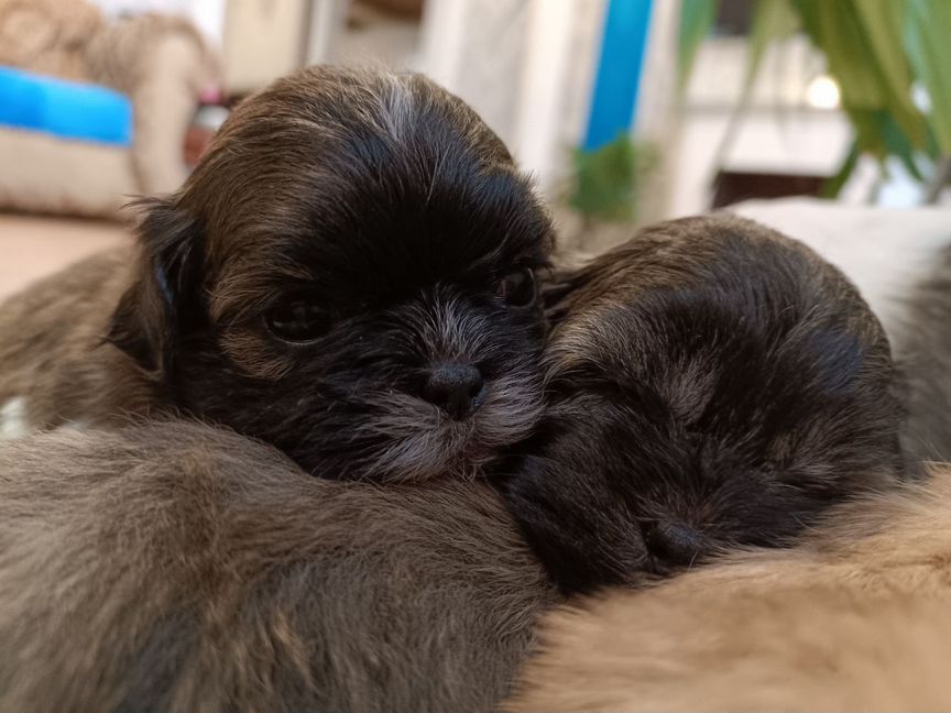 Щенки ши-тцу