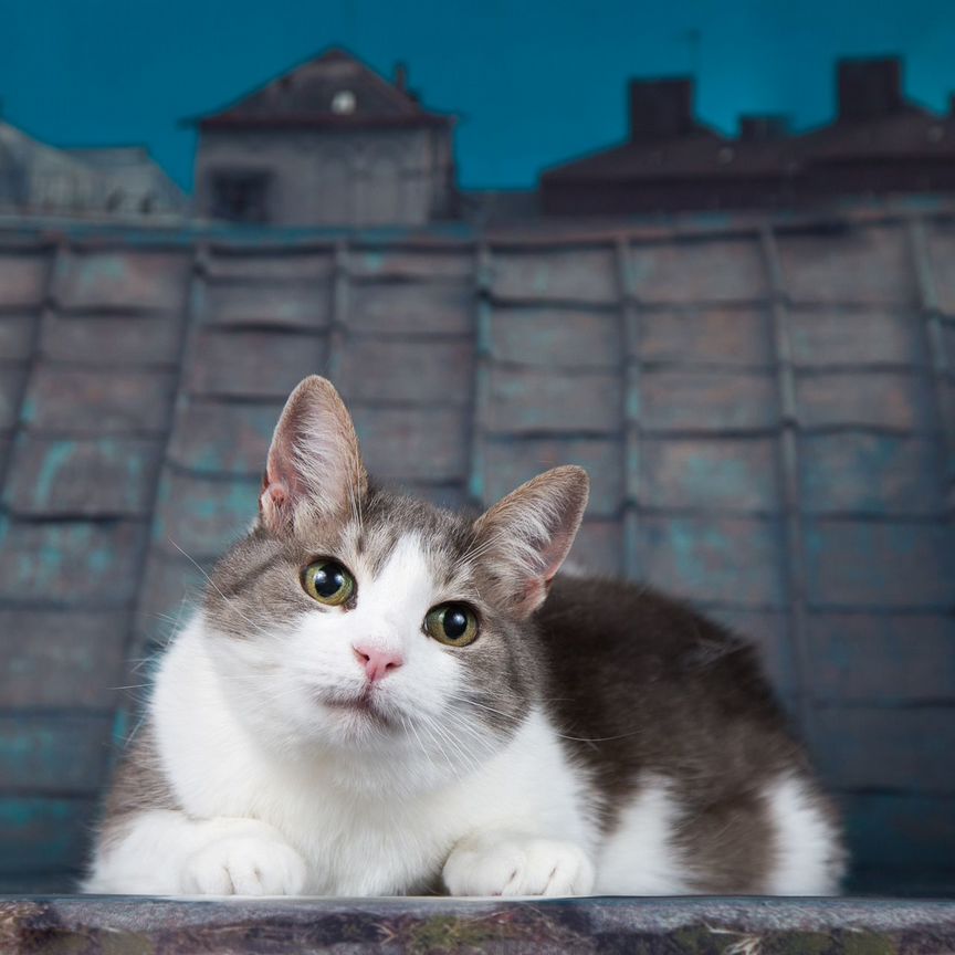 Катюша ищет дом