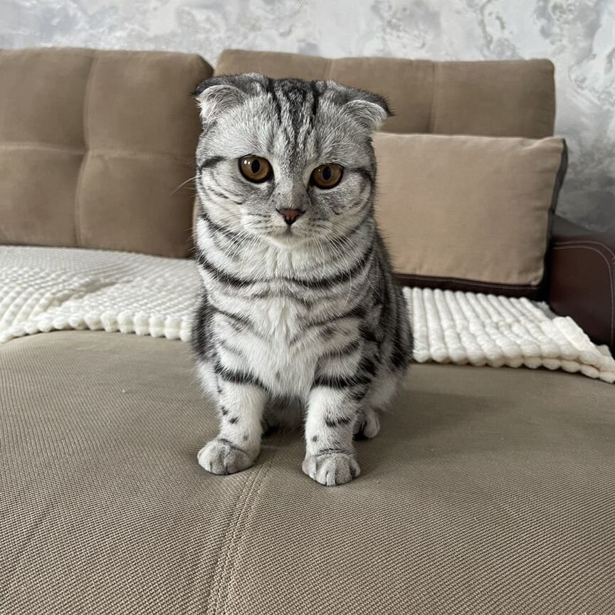 Шотландская вислоухая