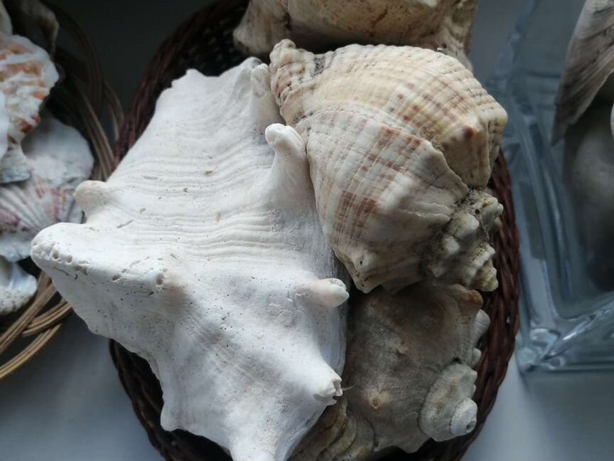 Ракушки с разных морей и океанов