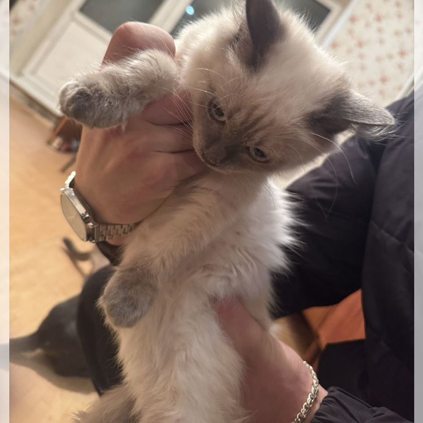 Сиамский котёнок