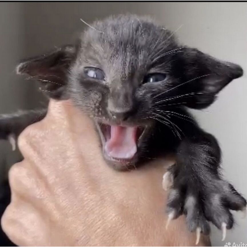 Ориентальный котёнок