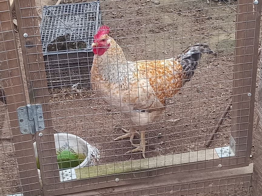 Петухи белефельдер и царскосельские