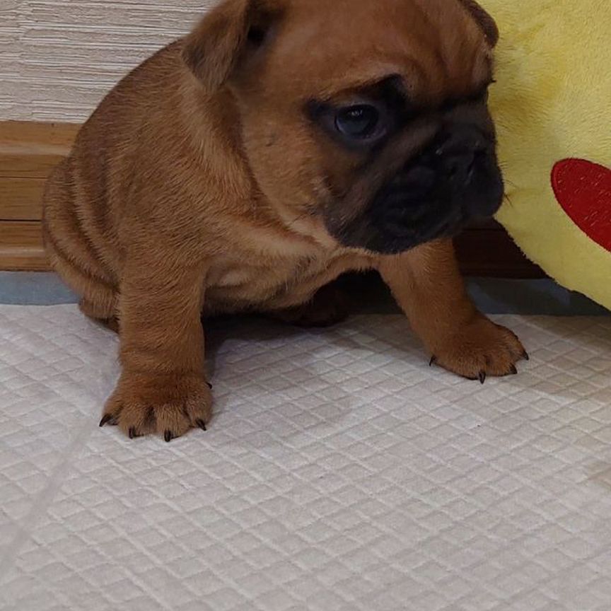 Яркие французы и француженки)