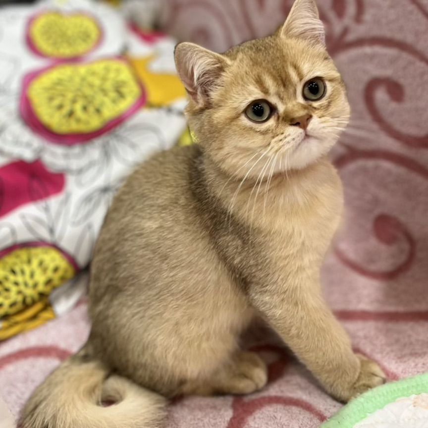 Шотландский шоколадный золотой котик