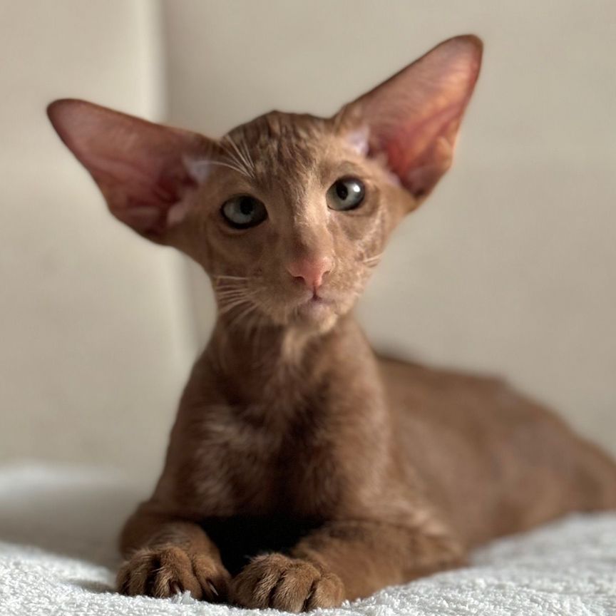 Ориентальные котята