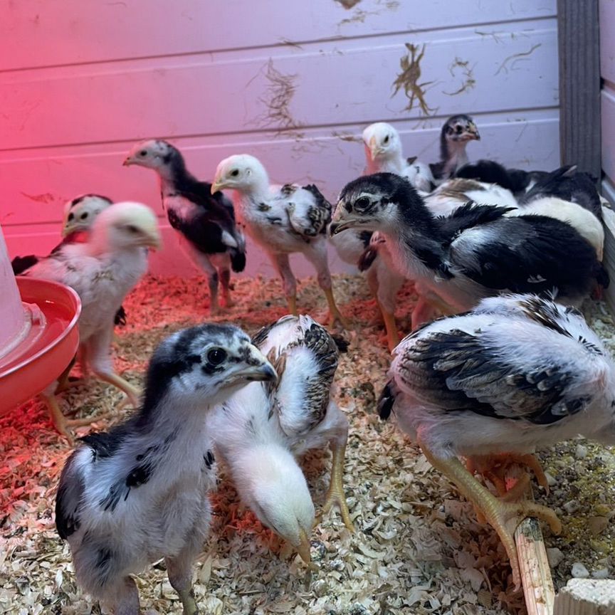 Продаются цыплята О шамо