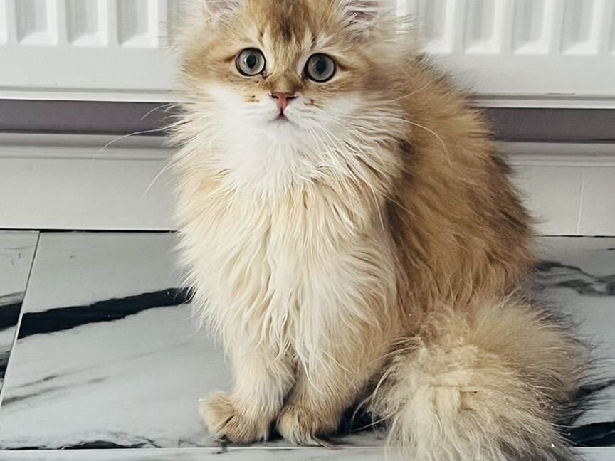 Длинношерстный золотой британский кот