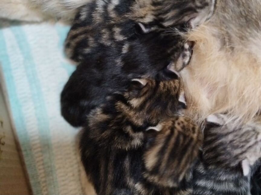 Котенок курильский бобтейл