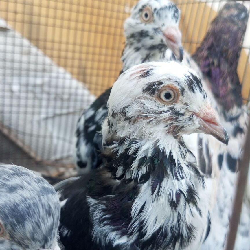 Иранские голуби