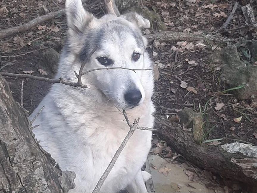 Лайка