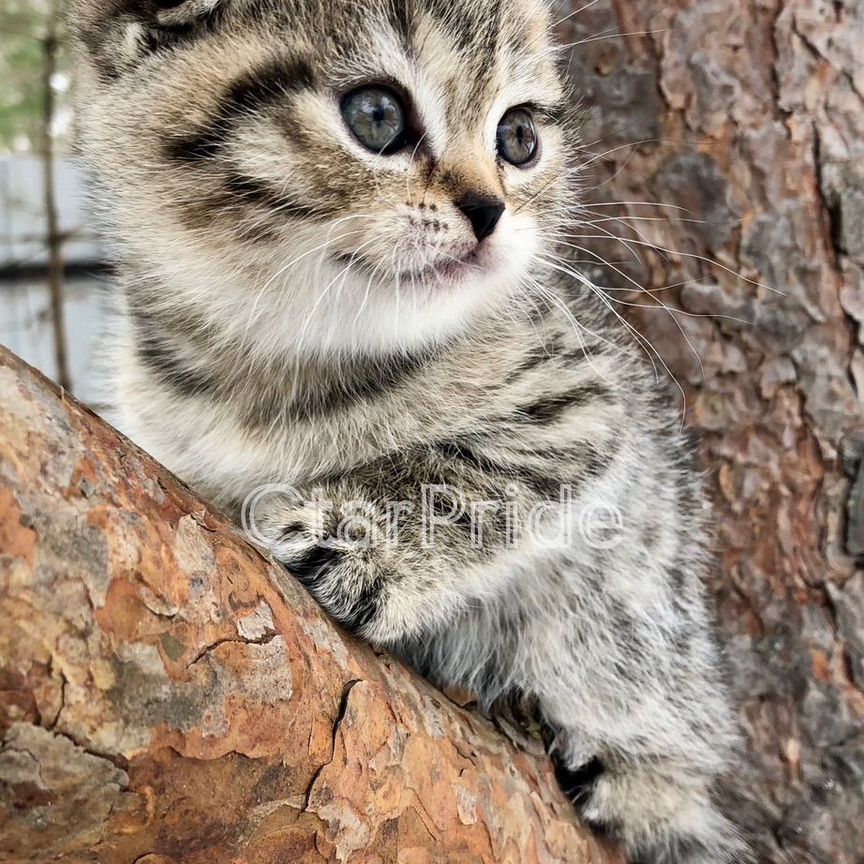Шотландский вислоухий короткошёрстный котёнок