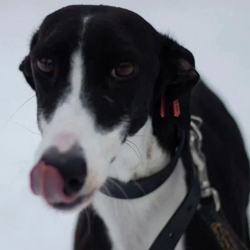 Собака Вьюга в добрые руки