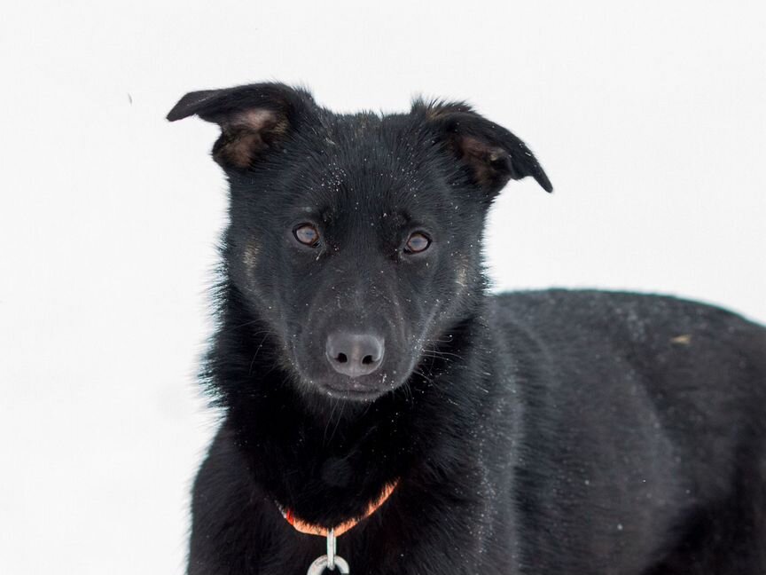 Табита - ласковая некрупная собачка в добрые руки