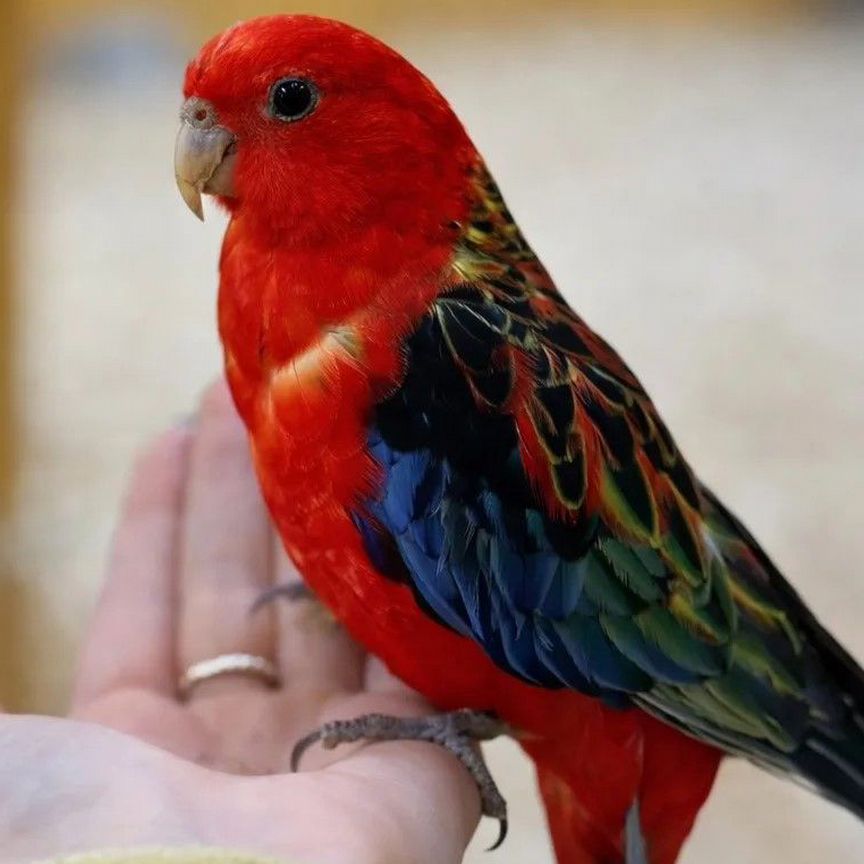 Попугай Розелла пестрая