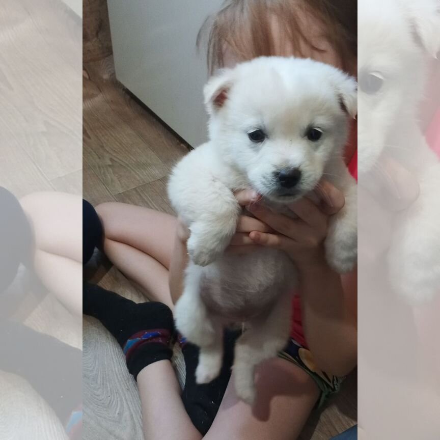 Стаффордширский бультерьер, щенок