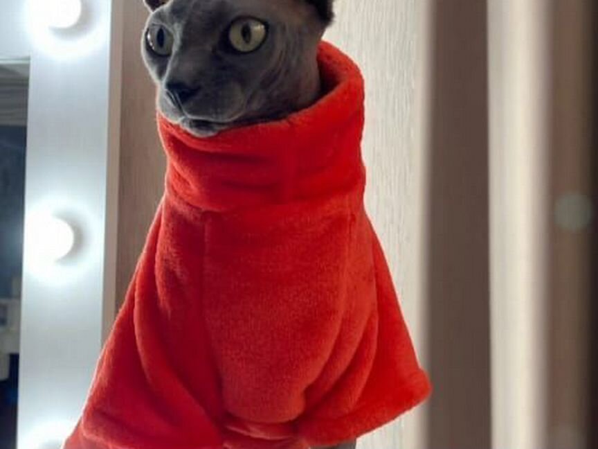 Кофта для кошки