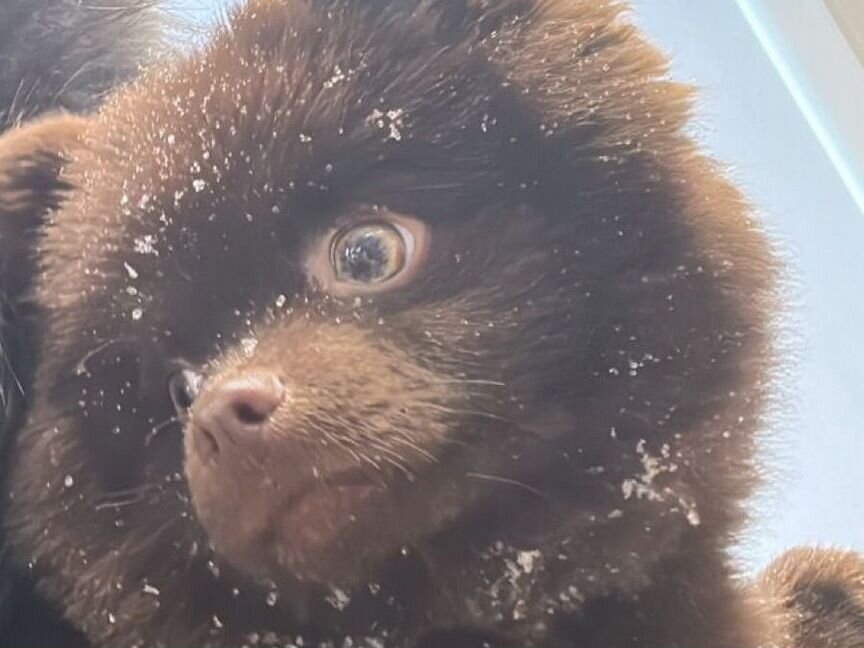 Померанский шпиц