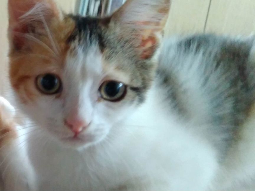 Ловец мышей