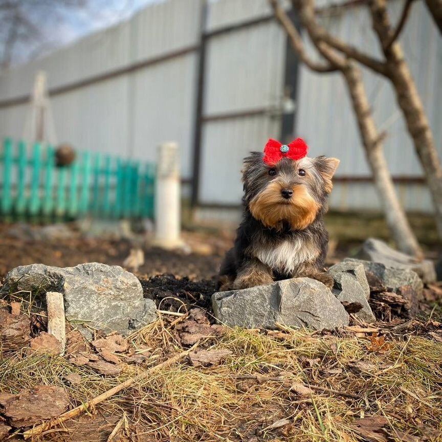 Йоркширский терьер мальчик