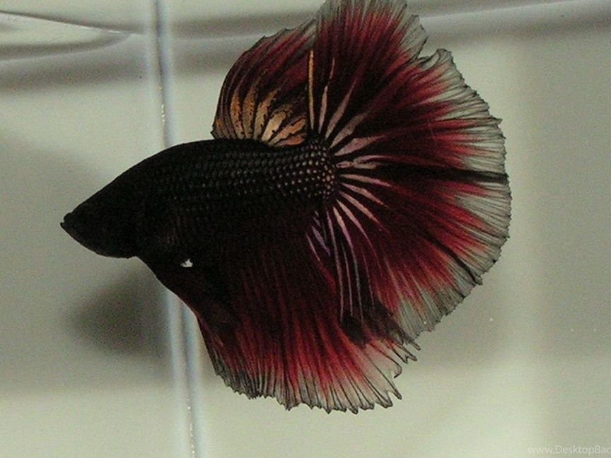 Петушок Халфмун Темная Ночь (самец) (арт 8933)