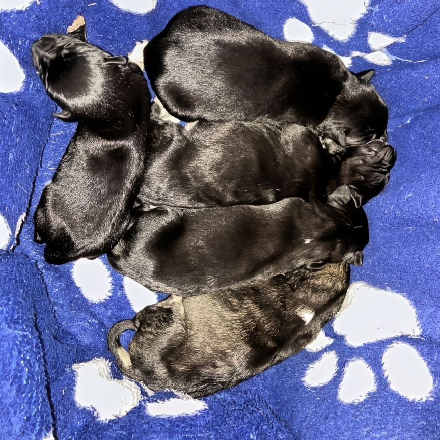 Сибирский хаски, щенок