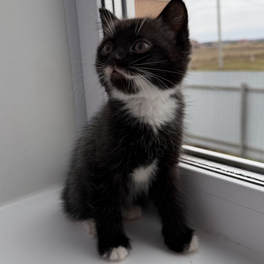 Котёнок в добрые руки