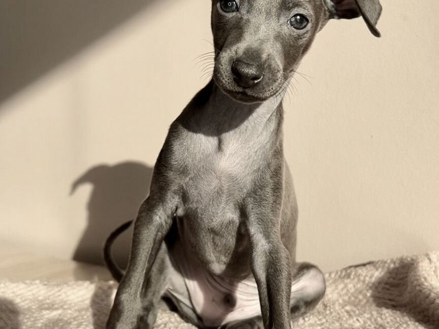 Щенок Левретки