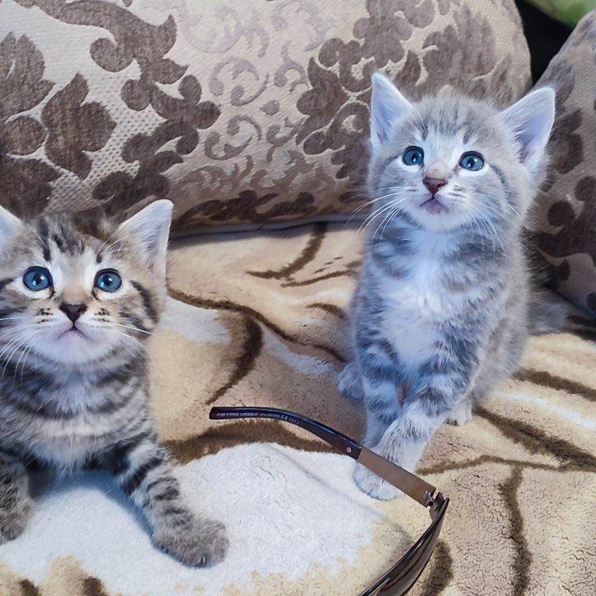 Милые котята ждут своих хозяев