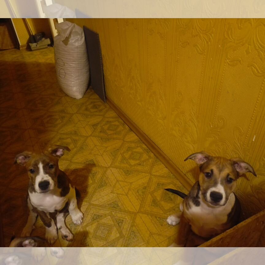 Американский стаффордширский терьер, щенок