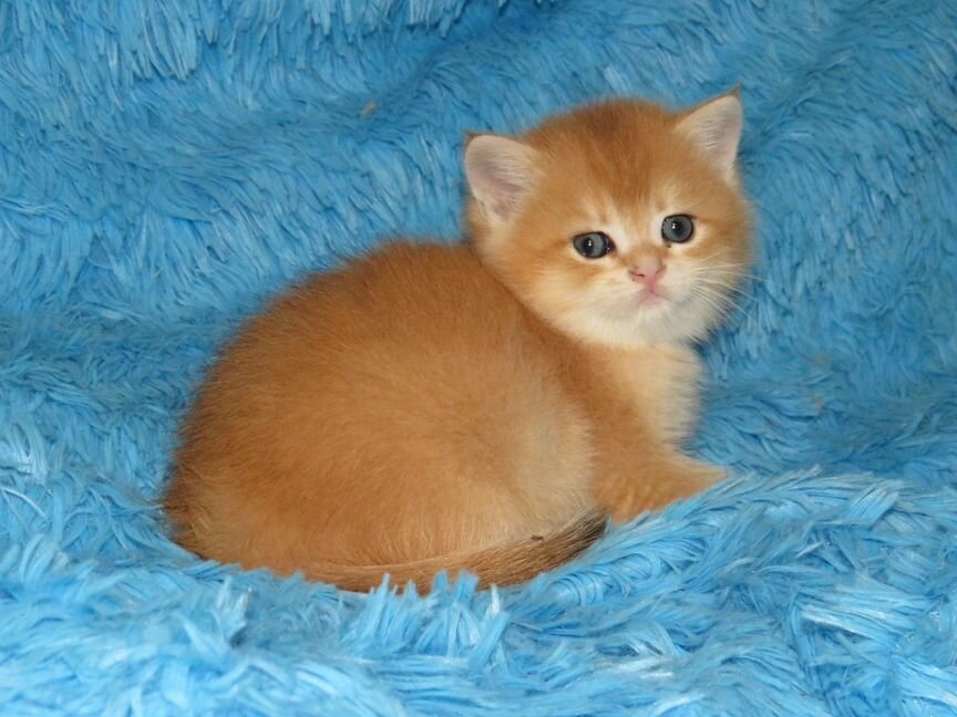 Кот золотой