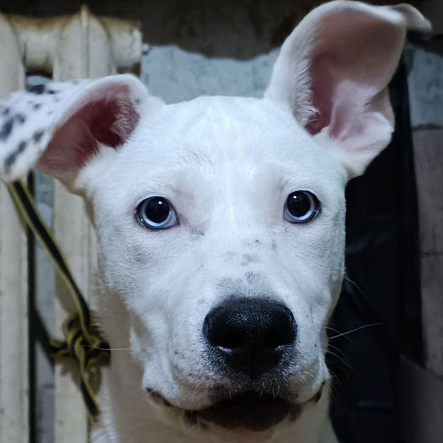 Американский питбультерьер, щенок