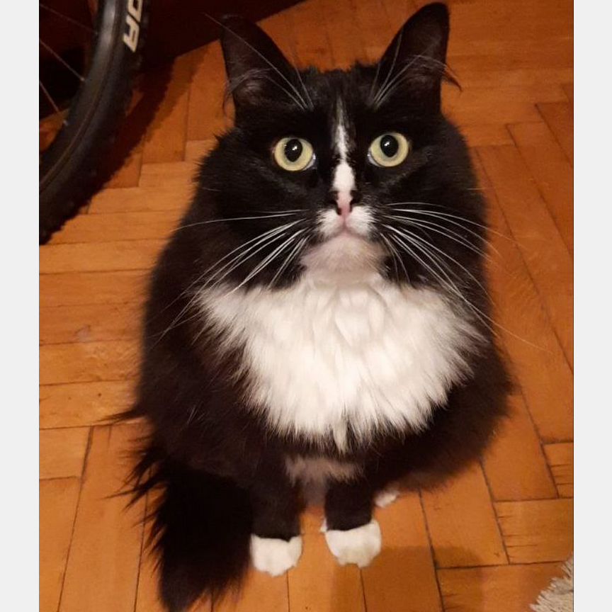 Черная кошка 3года осталась одна