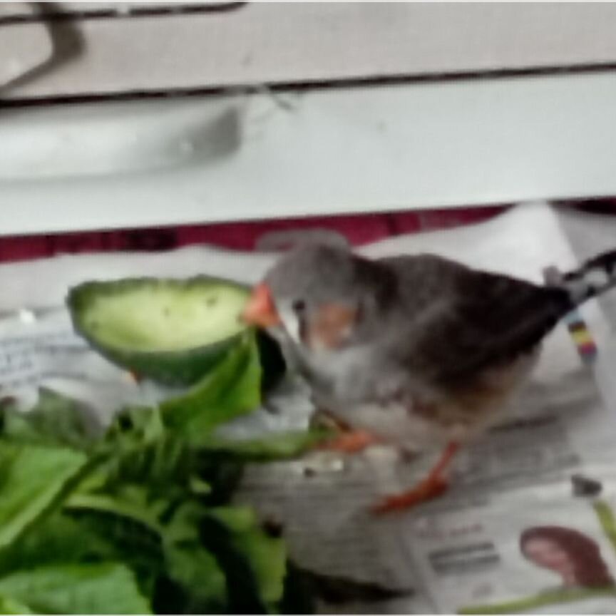 Зебровые амадины