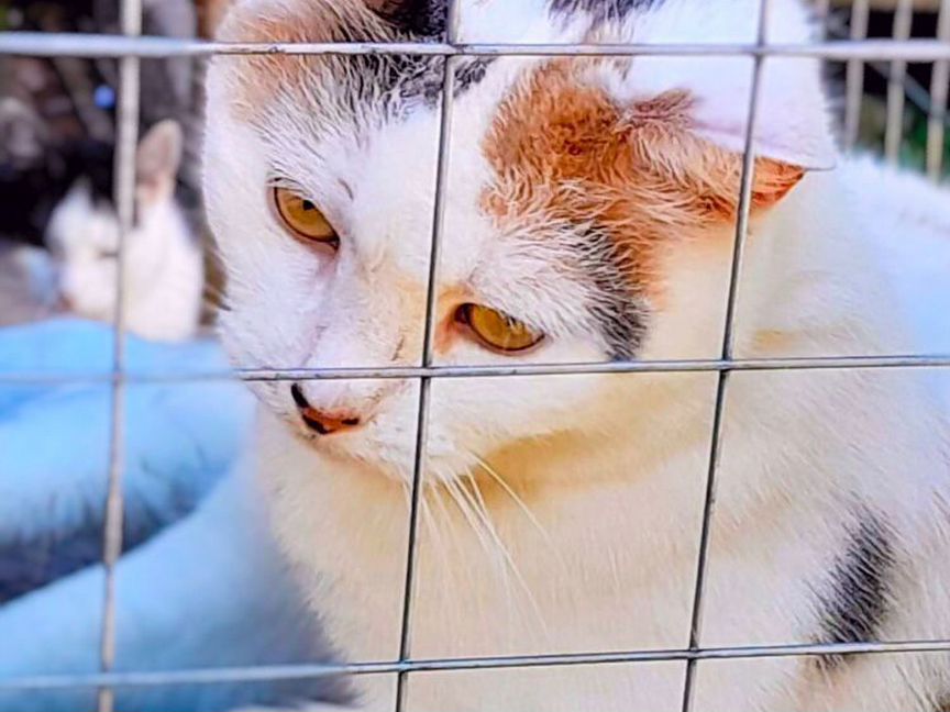 Кошечка отказница на усыпление