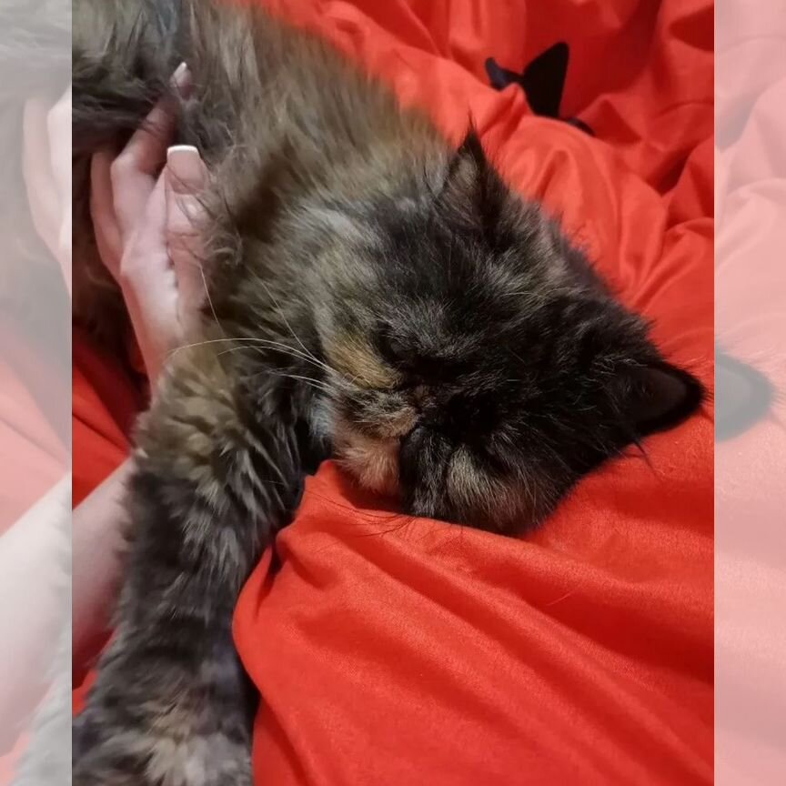 Кошка породы Экзот