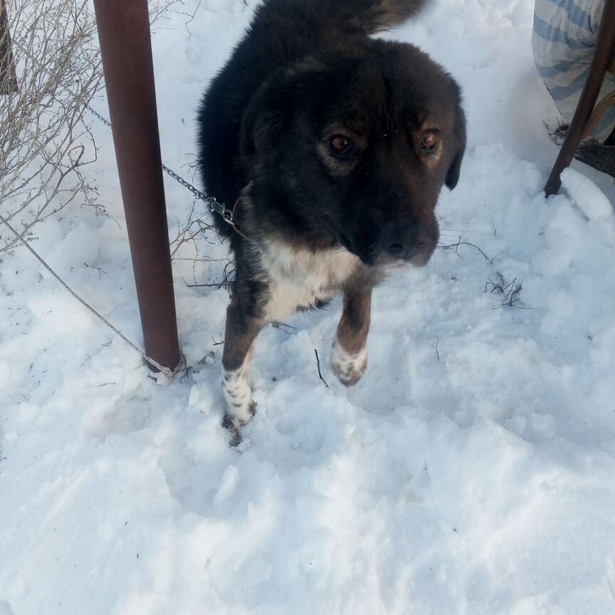 Собака в добрые руки отдам бесплатно