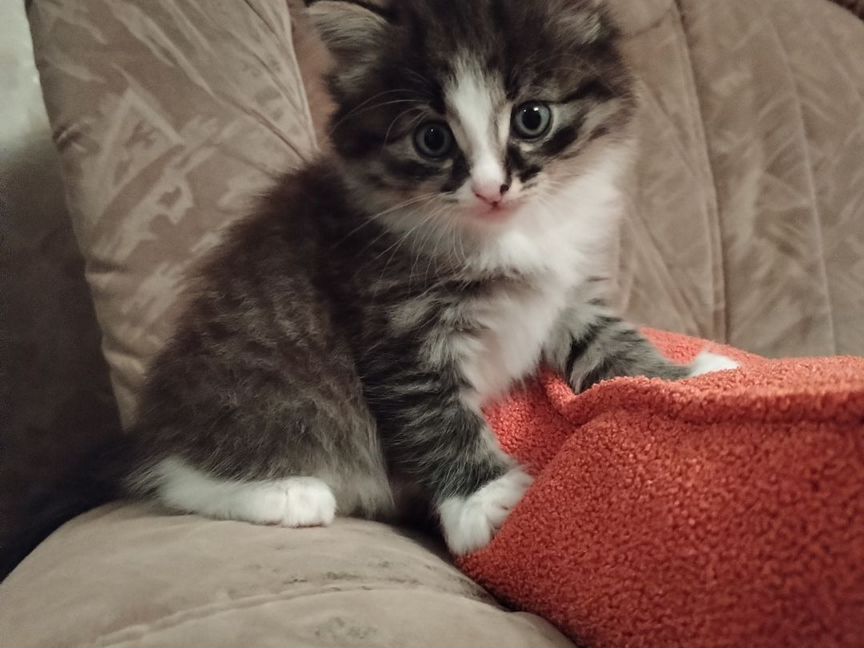 Кошки в добрые руки бесплатно