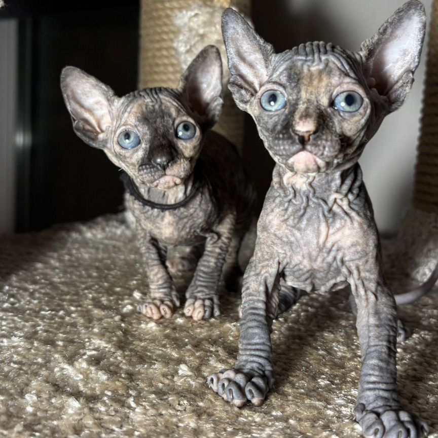 Канадский сфинкс котёнок