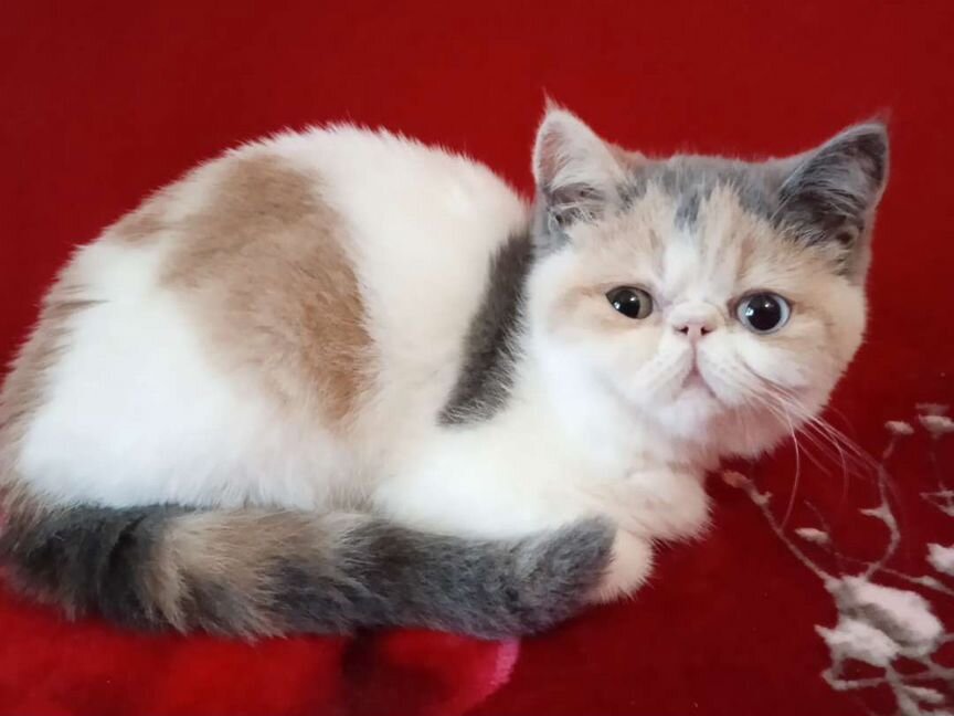 Экзотическая короткошерстная кошка