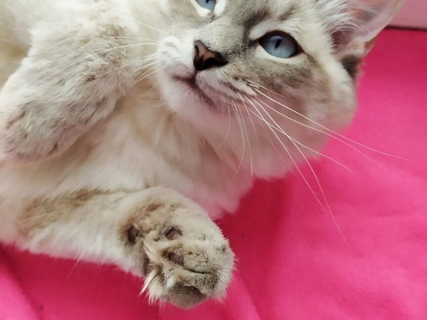 Очень красивая ласковая кошка в добрые руки