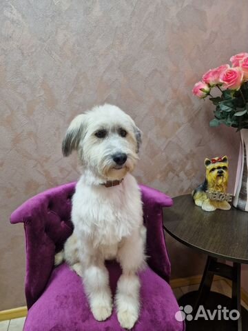 Шикарная девочка ищет дом