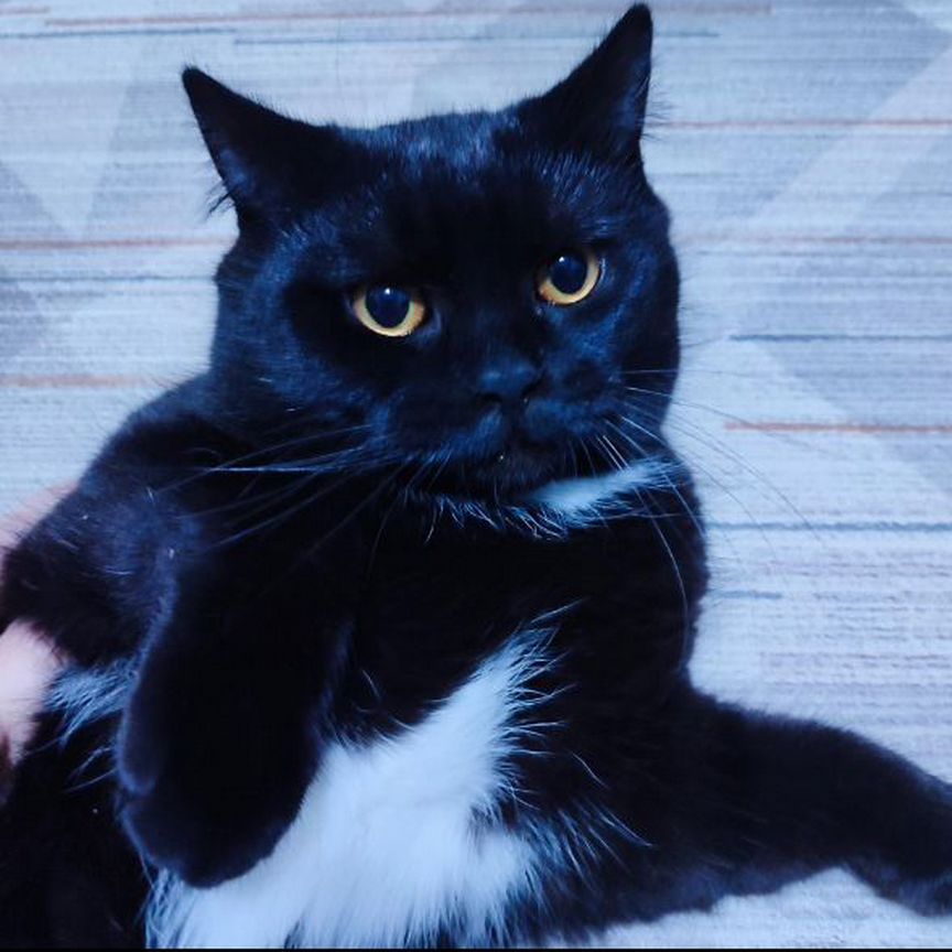 Котики бесплатно в добрые руки