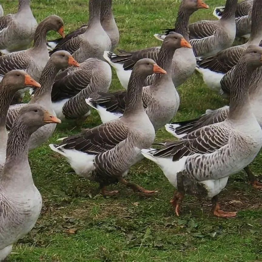 Гуси оптом