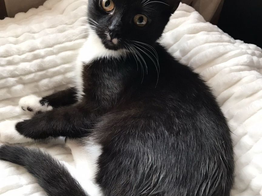 Котята в семью