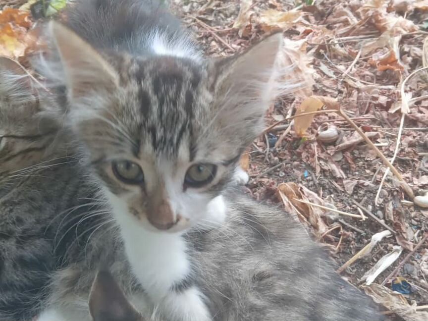 Котики