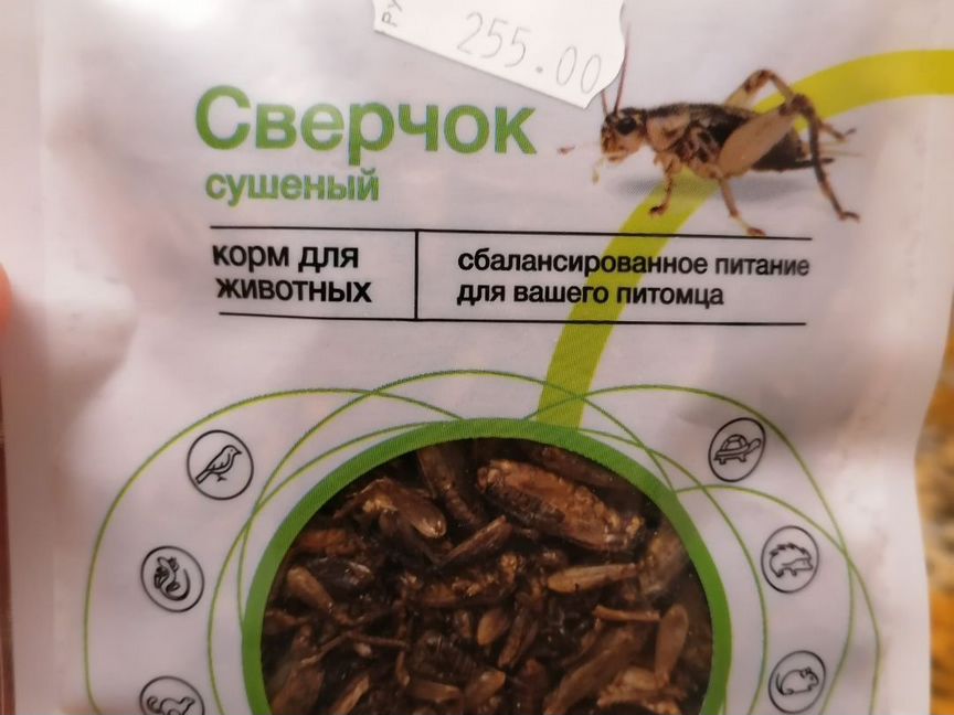 Сверчок сушеный